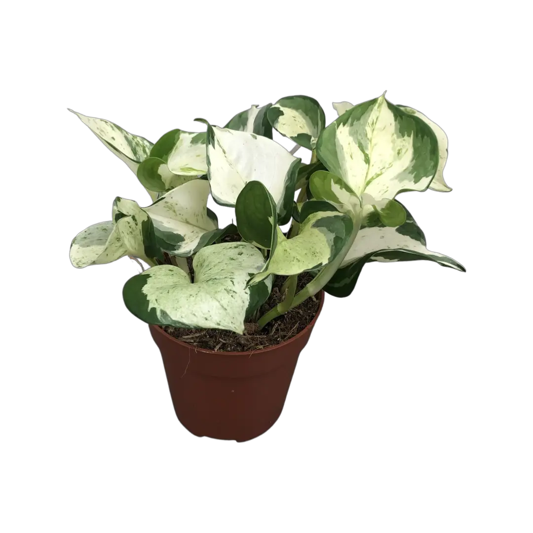 Epipremnum Happy Leaf - Garden Center Wemmel