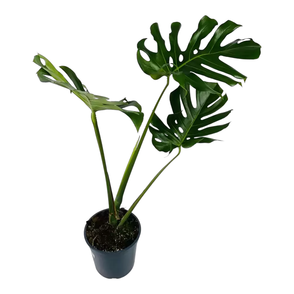 Monstera Deliciosa 1 stek 3 grote bladeren - Garden Center Wemmel