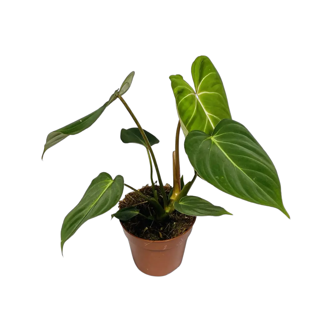 Philodendron Gloriosum small - Garden Center Wemmel